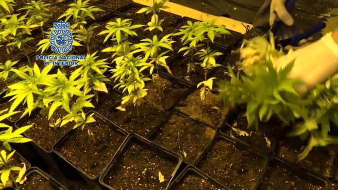 18 Detenidos En Una Operación Contra El Tráfico De Marihuana A Gran Escala